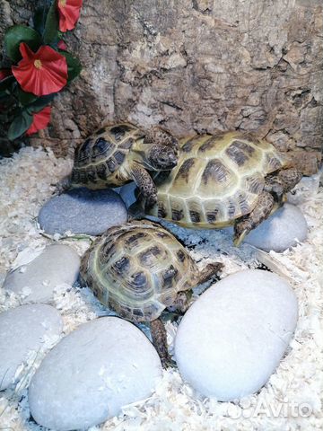 Черепаха сухопутная