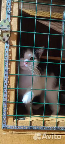 Отдам кота в добрые руки