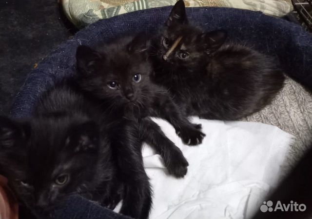 Котята бездомыши в добрые руки