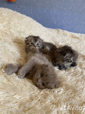 Британские вислоухие котята