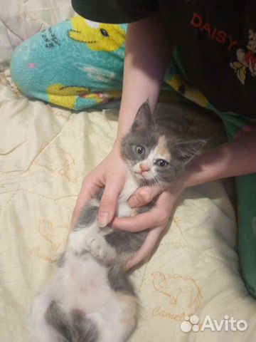 Кошка
