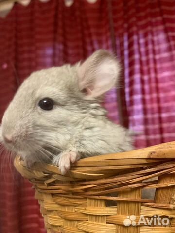 Шиншилла Гетеробеж