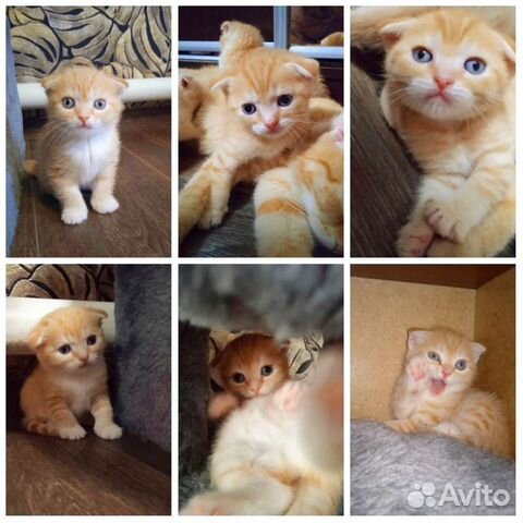 Вислоухие котята