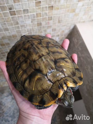 Красноухие черепахи