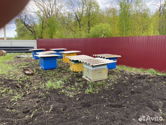 Пчелы с ульями