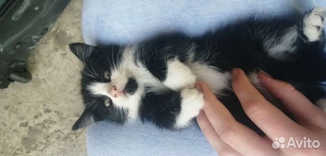 Котята в добрые руки бесплатно