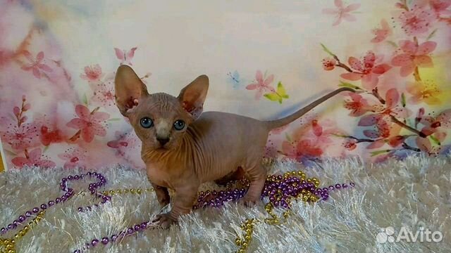 Канадский сфинкс бамбино