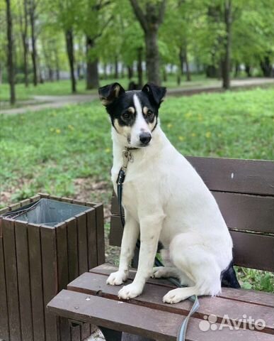 Золотой" пёс ищет дом