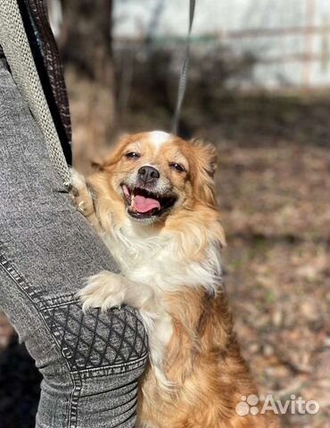 Маленькая собачка