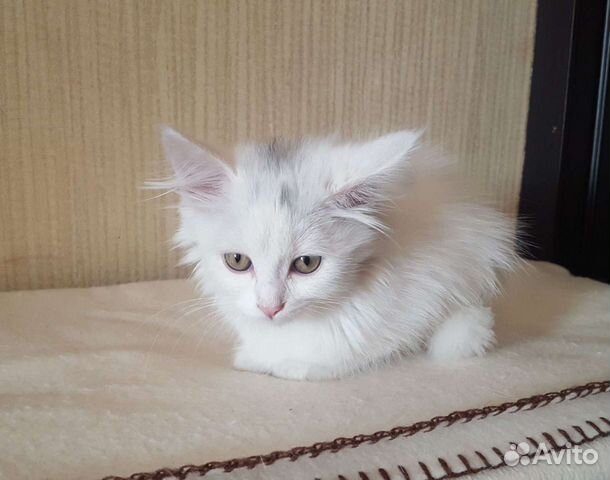 Кошка бклая