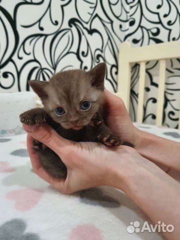 Шотландская кошечка