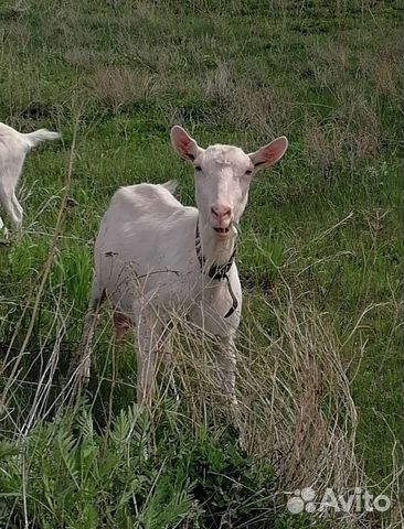 Зааненские козы