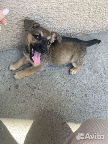 Собака. Взяли на передержку