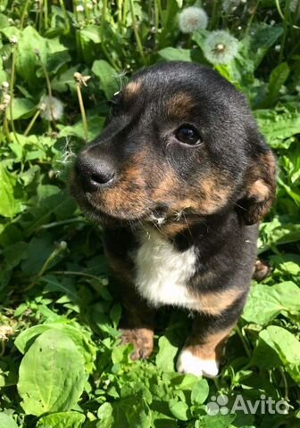 Кнопа в поисках семьи