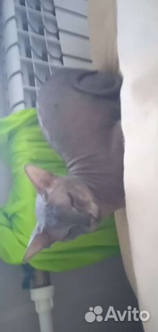 Донской сфинкс вязка