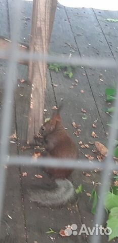 Продам молодых бельчат 2 шт