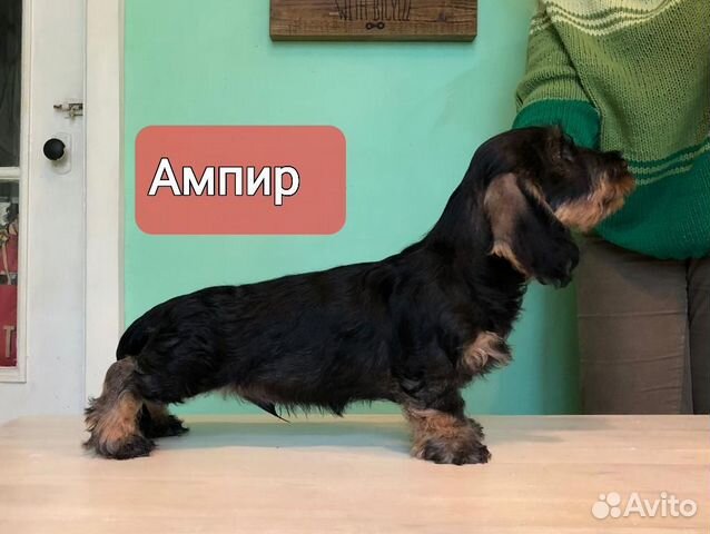 Собаки