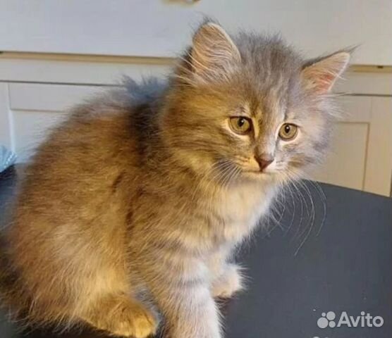 Дивная Дива