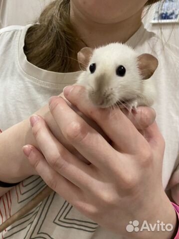 Крыса дамбо с клеткой