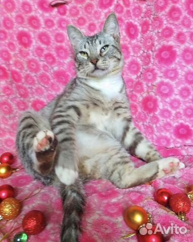 Котенок 8 месяцев невероятной доброты