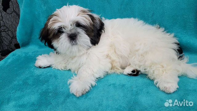 Щенки ши-тцу