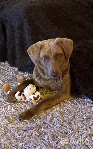 Ищет дом красавица и умница Шейла