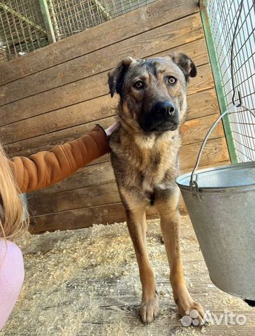 Несчастный пес ищет хозяина