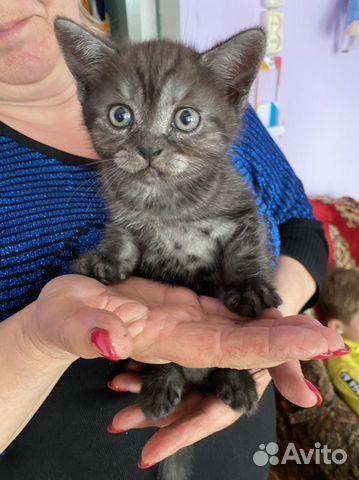 Котёнок британский