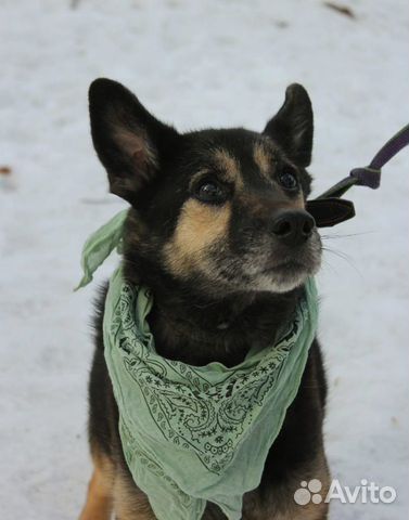 Леди Коготок жалеет, что не умерла щенком