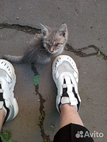 Спасите маленького котенка