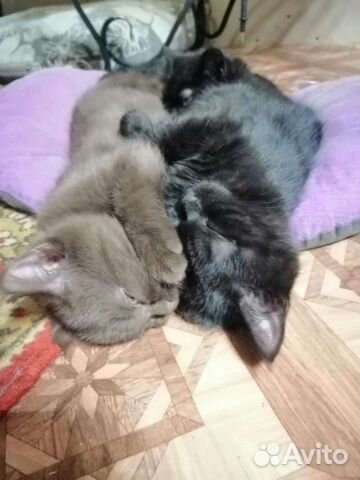 Британская