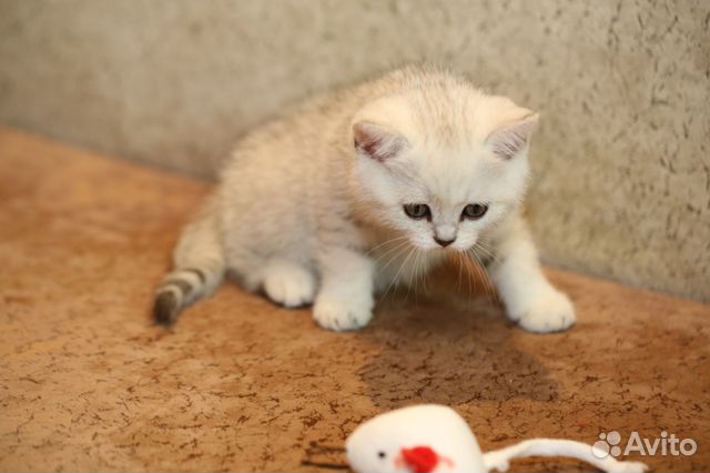 Очаровашки ищут любящих хозяев