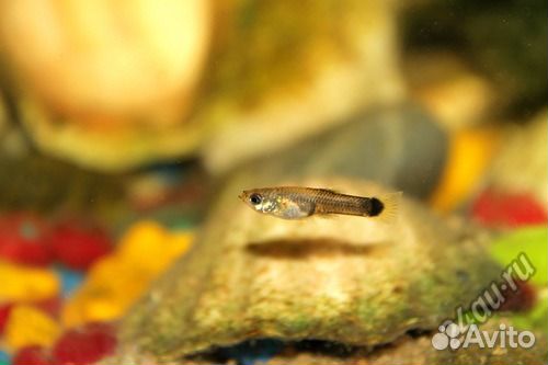 Гуппи. Рыбки. Маленькие, но очень живые