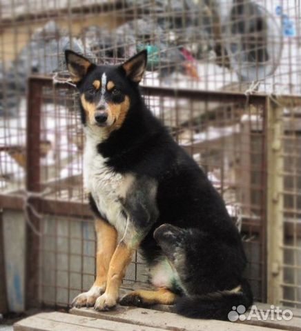 Замечательный Матрос ждет своих хозяев