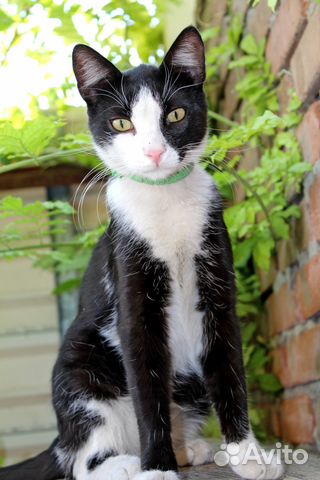 Котик Штрудель
