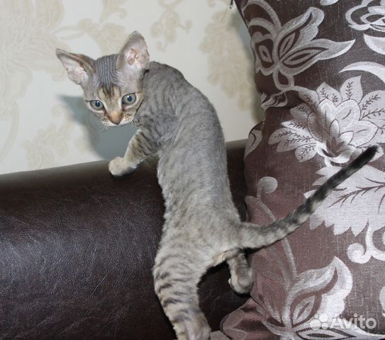 Котик девончик Тигрик