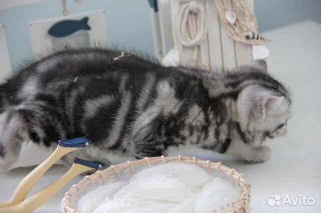 Супер мраморята, британские котята