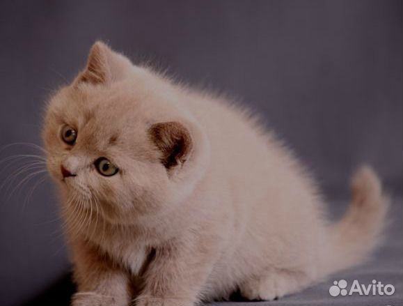 Британские котята