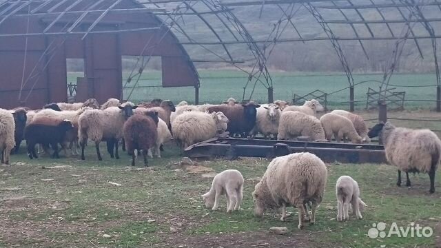 Бараны домашнии