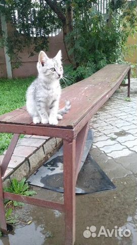 Котики в добрые руки