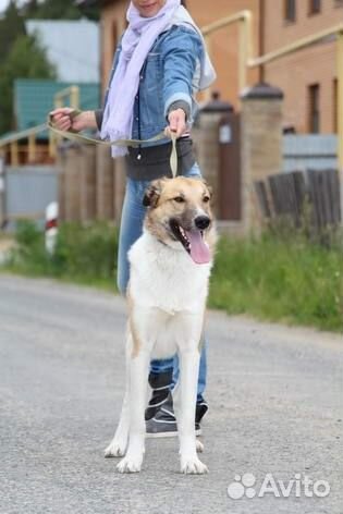 В добрые руки. В дар