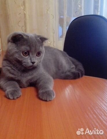 Вязка. Кошечка ищет котика