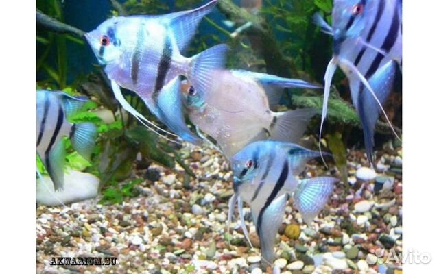 Продам скалярии голубой ангел