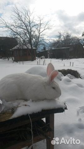 Кролики мясных пород