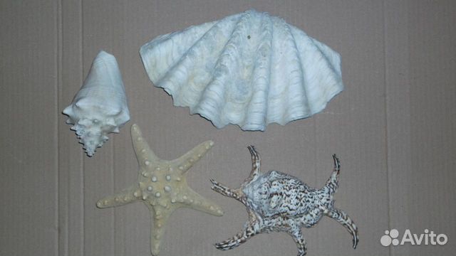 Раковины морские для аквариума декоративные разные