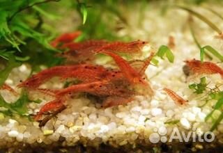 Криветки Вишня, отличные чистильщики для аквариума