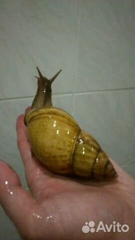 Улитки Ахатины