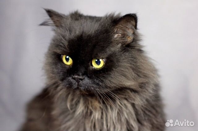 Персидская кошечка в дар