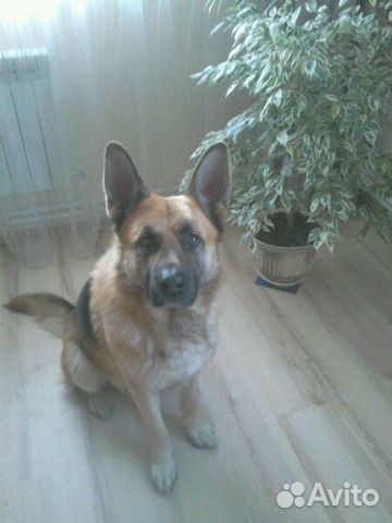 Шикарный пес ищет невесту