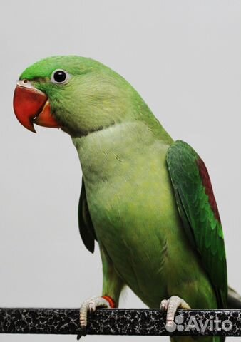 Птенцы выкормыши александрийского попугая